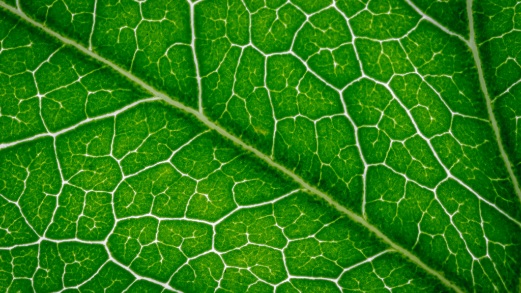 How To Remove Chlorophyll Stain From Washable Fabrics | Tidy Diary